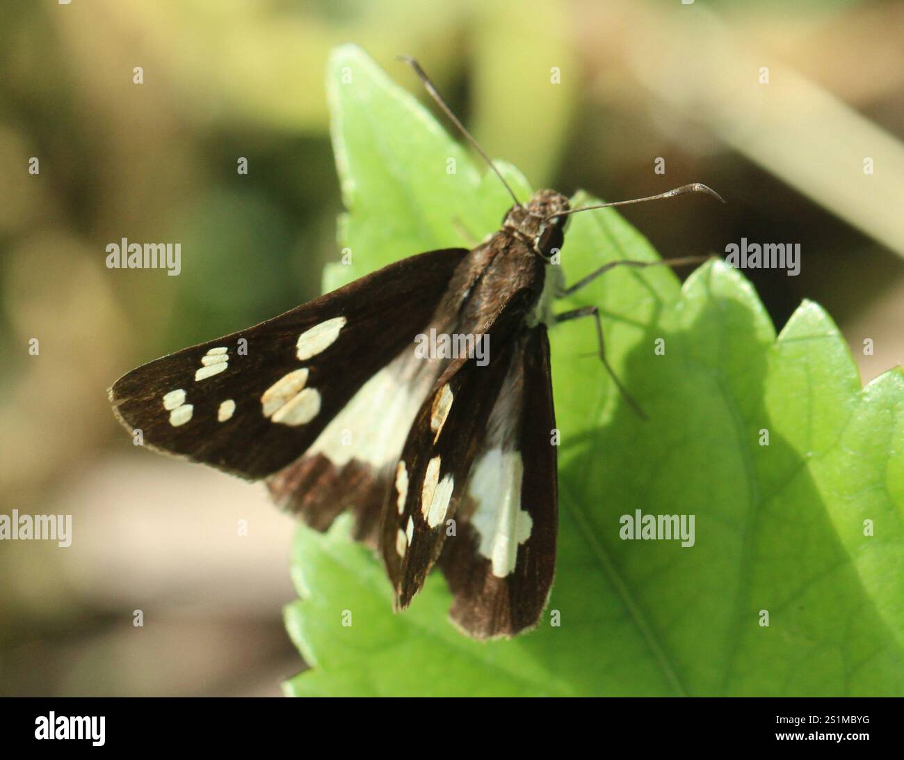 Grass demon hi-res stock photography and images - Alamy