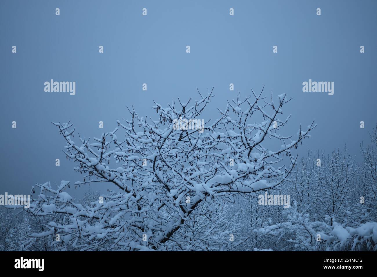 Snow coated tree in a snow storm in the French alps Stock Photo - Alamy