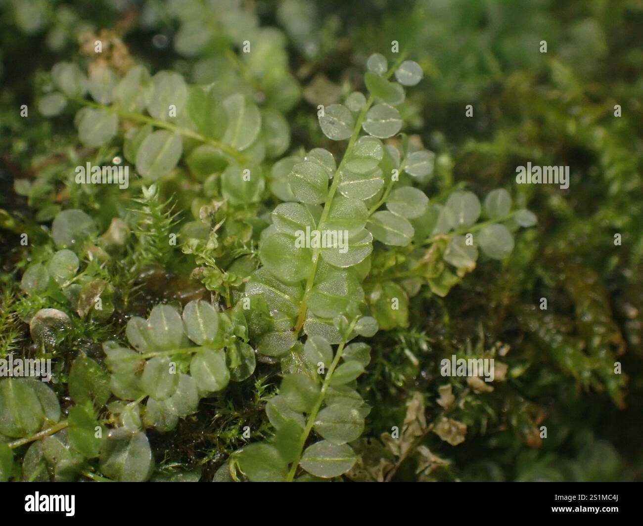 Thyme and Allied Mosses (Plagiomnium Stock Photo - Alamy