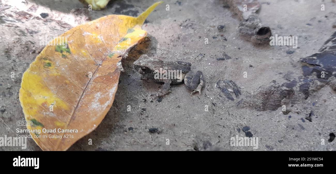 Leaf Litter Toad (Rhaebo haematiticus Stock Photo - Alamy
