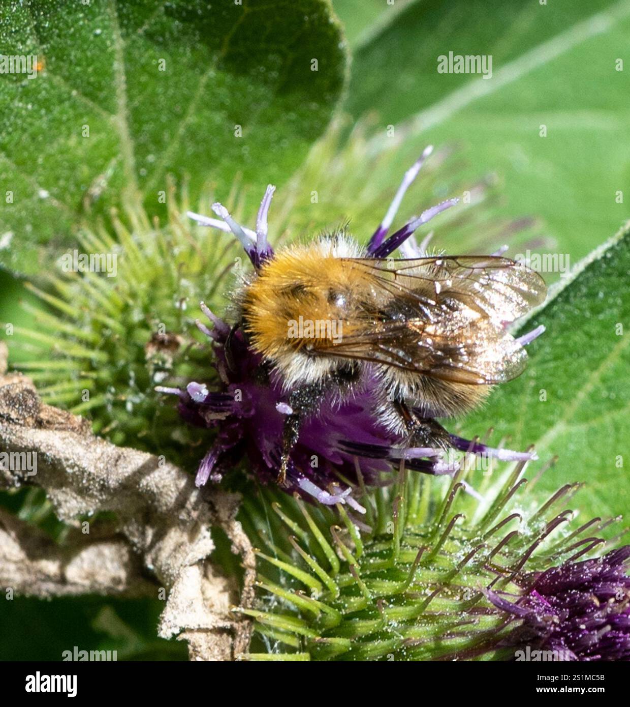 Common Carder Bumble Bee (Bombus pascuorum Stock Photo - Alamy