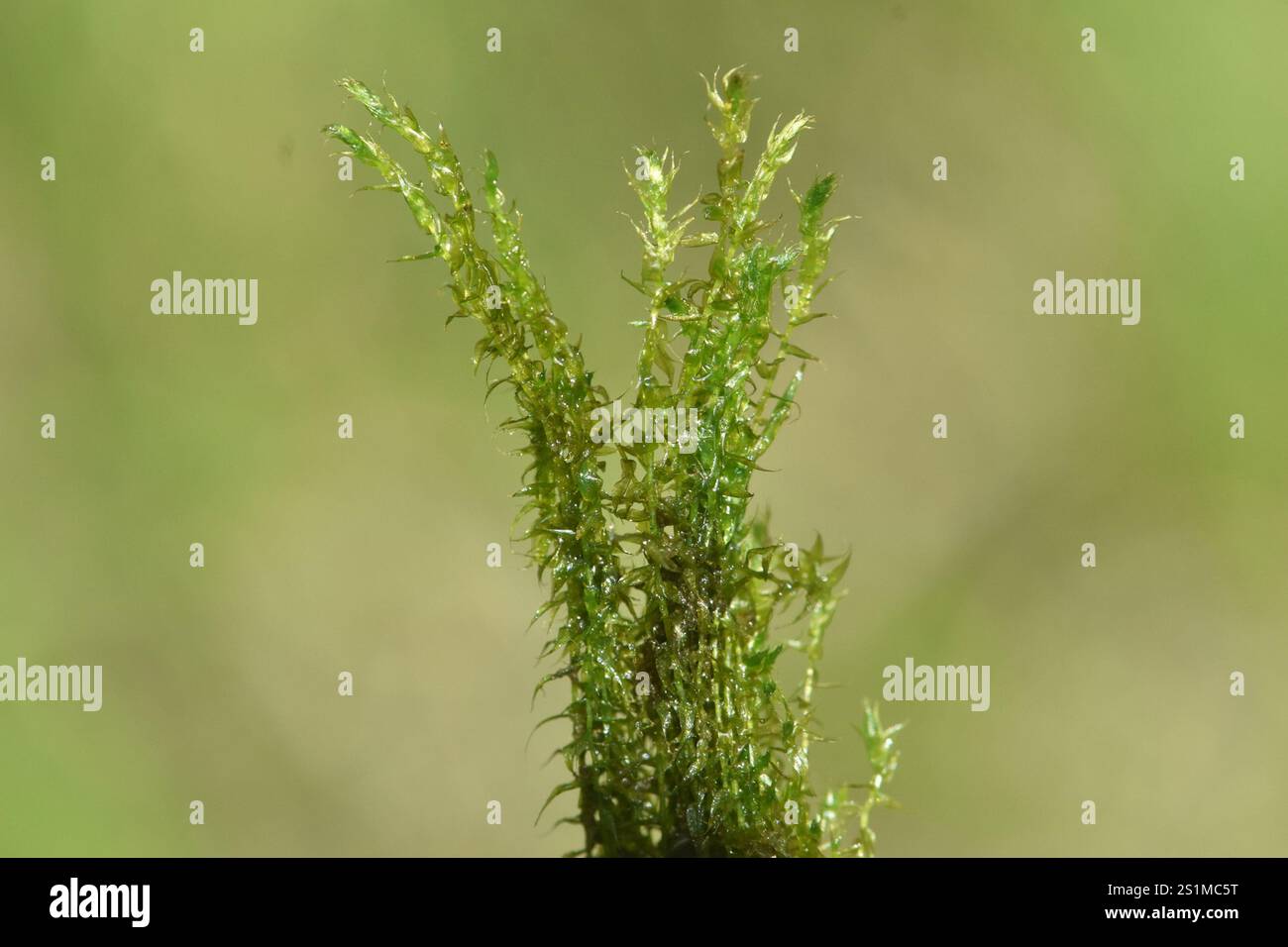 Fertile Feather-moss (Drepanocladus polygamus Stock Photo - Alamy