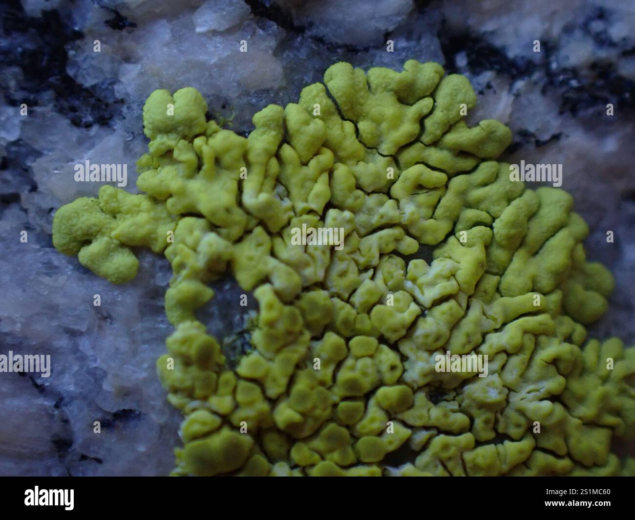 gold cobblestone lichen (Pleopsidium flavum Stock Photo - Alamy