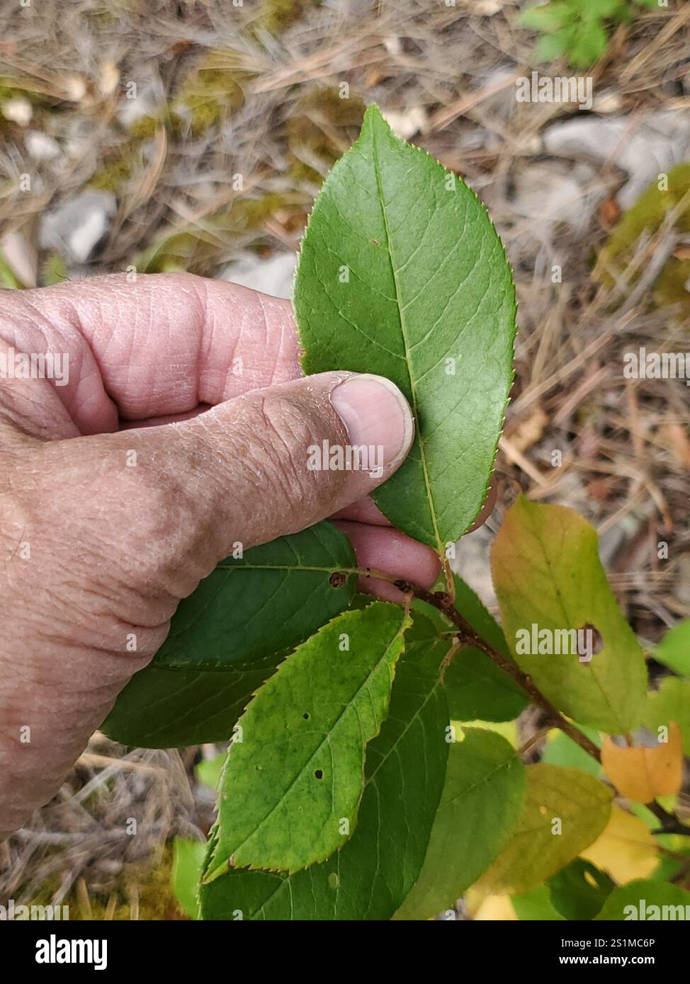 chokecherry (Prunus virginiana Stock Photo - Alamy