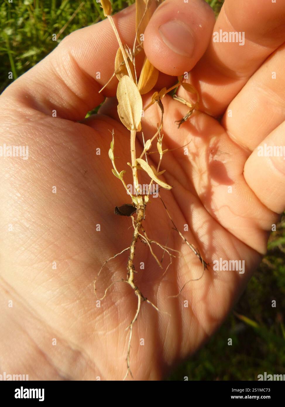 Lesser Centaury (Centaurium pulchellum Stock Photo - Alamy
