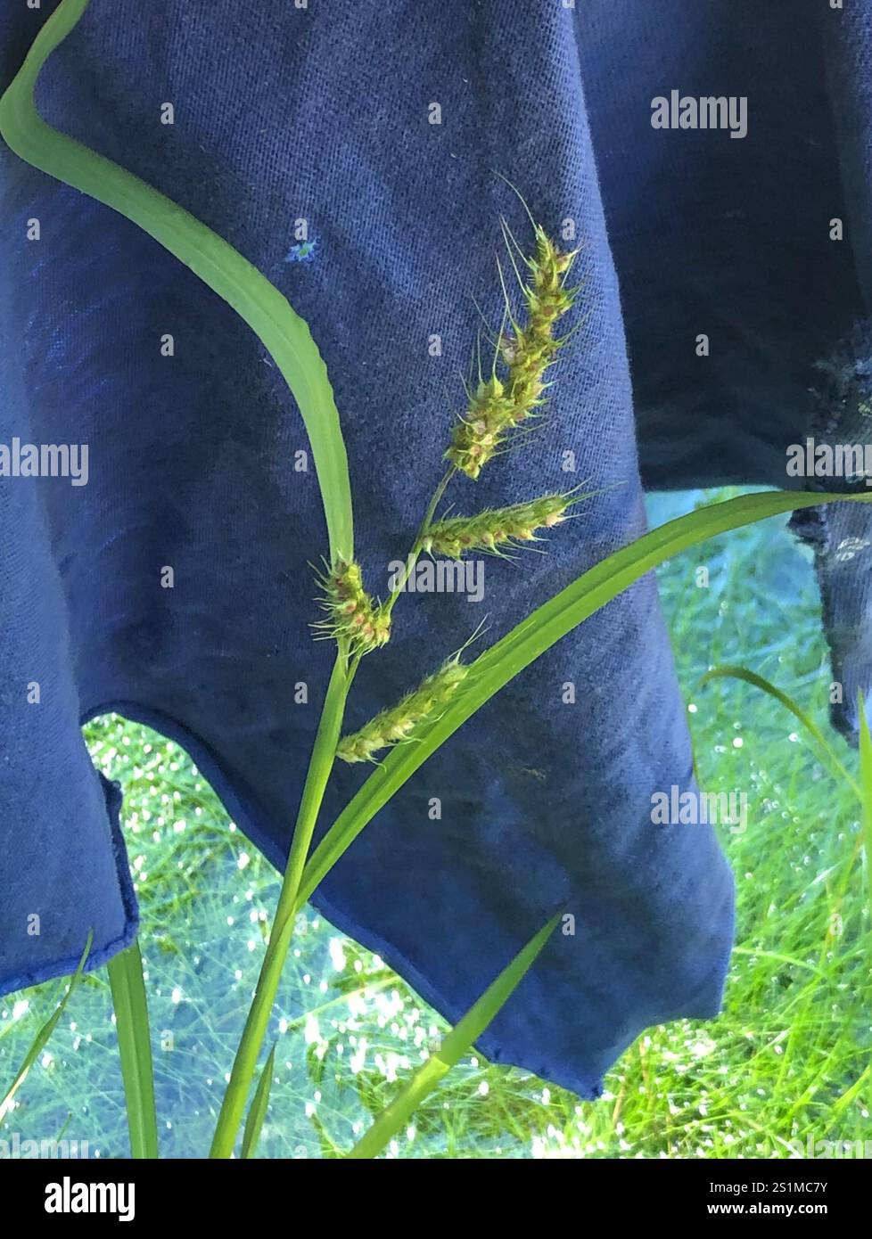 Barnyard Grasses (Echinochloa Stock Photo - Alamy