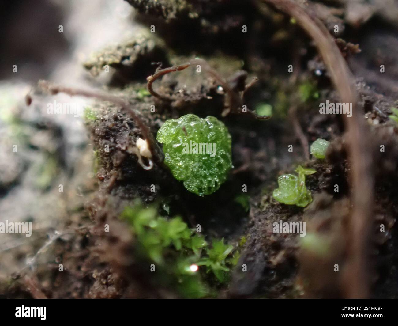 Texas Balloonwort (Sphaerocarpos texanus Stock Photo - Alamy
