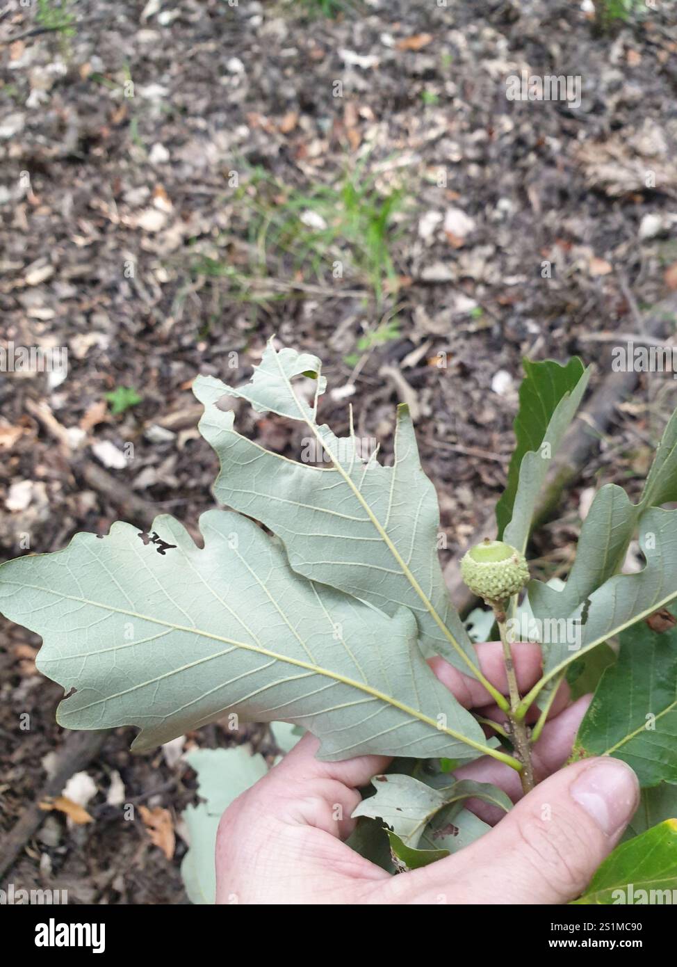 swamp white oak (Quercus bicolor Stock Photo - Alamy