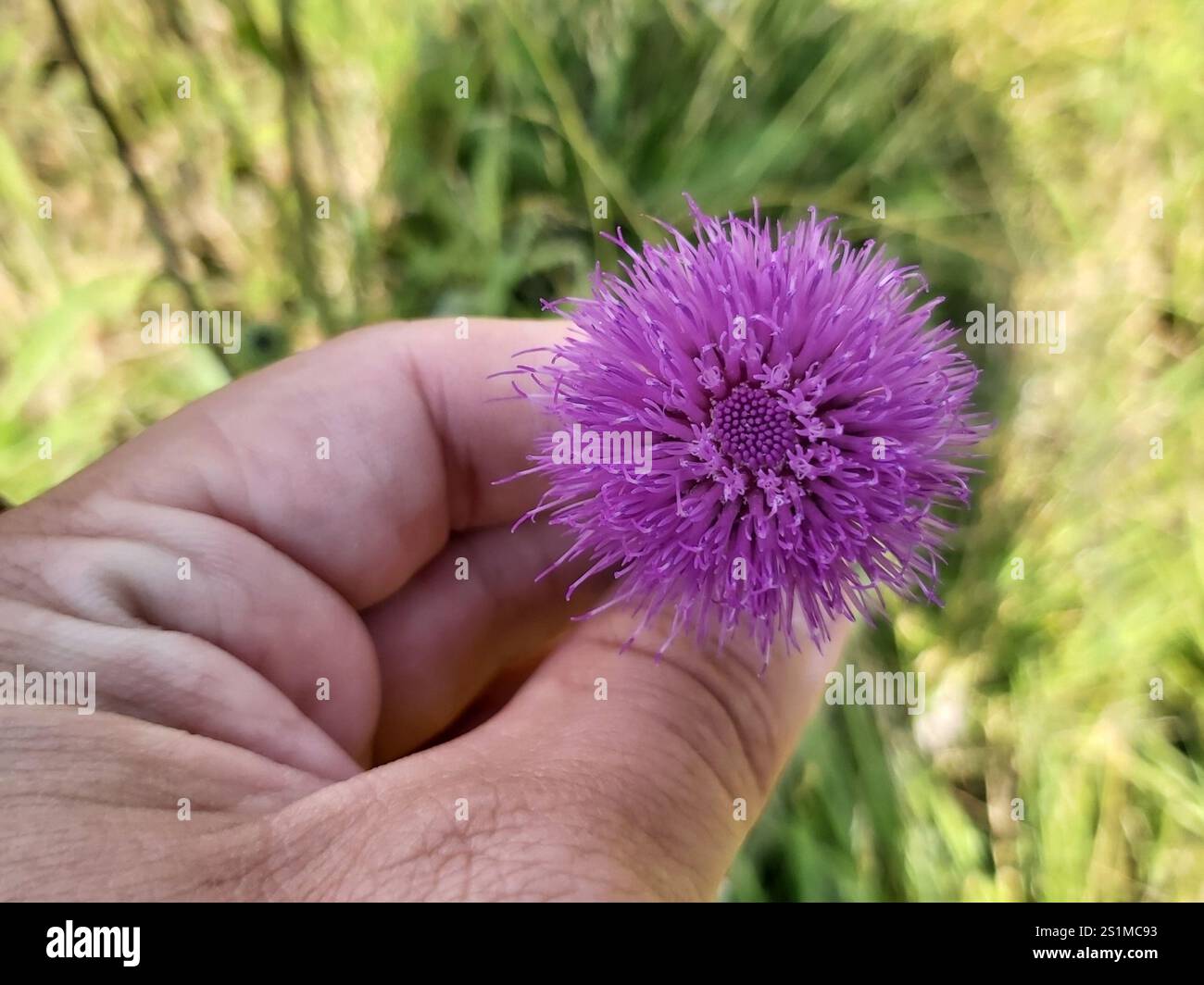 Queen Anne's thistle (Cirsium canum Stock Photo - Alamy