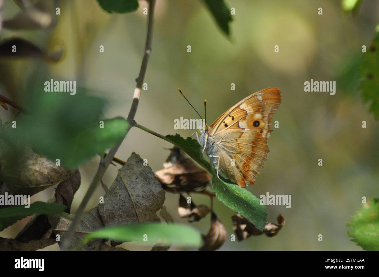 Lesser Purple Emperor (Apatura ilia Stock Photo - Alamy
