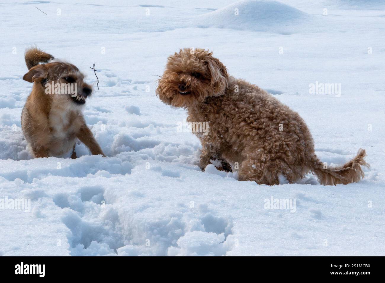 Two stupid dogs hi-res stock photography and images - Alamy