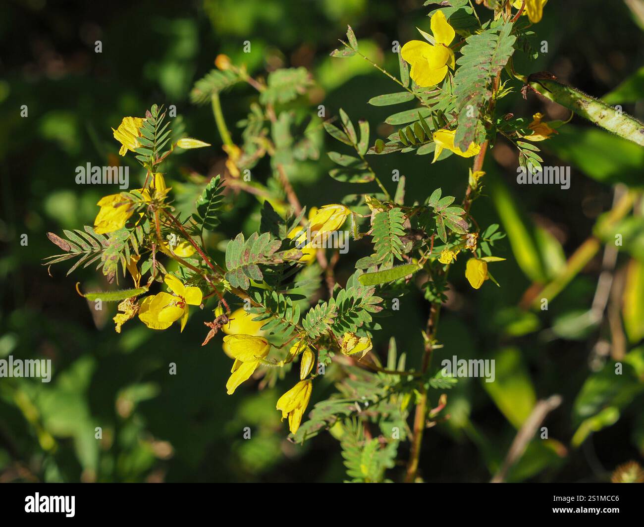 partridge pea (Chamaecrista fasciculata Stock Photo - Alamy