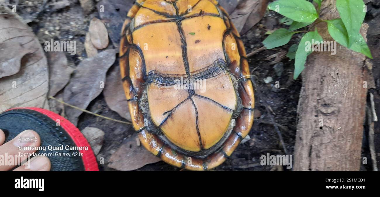Scorpion Mud Turtle (Kinosternon scorpioides Stock Photo - Alamy