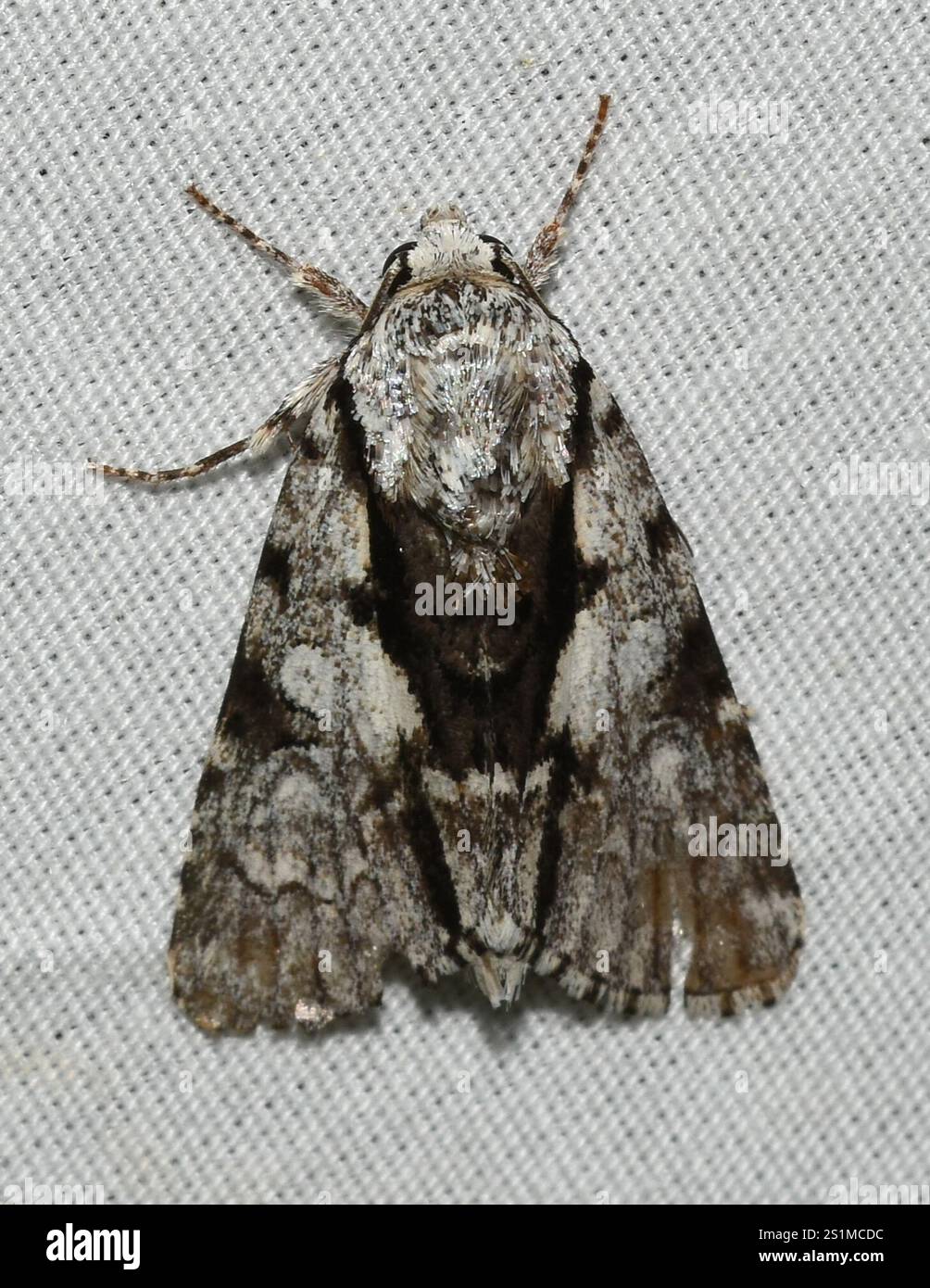 Funerary Dagger (Acronicta funeralis Stock Photo - Alamy