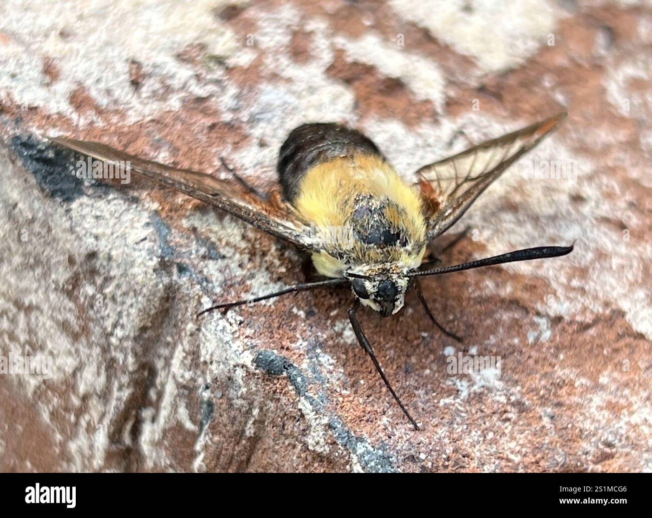 Snowberry Clearwing (Hemaris diffinis Stock Photo - Alamy