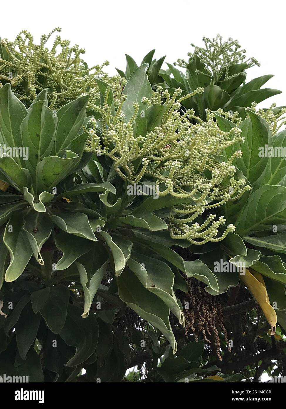 tree heliotrope (Heliotropium arboreum Stock Photo - Alamy