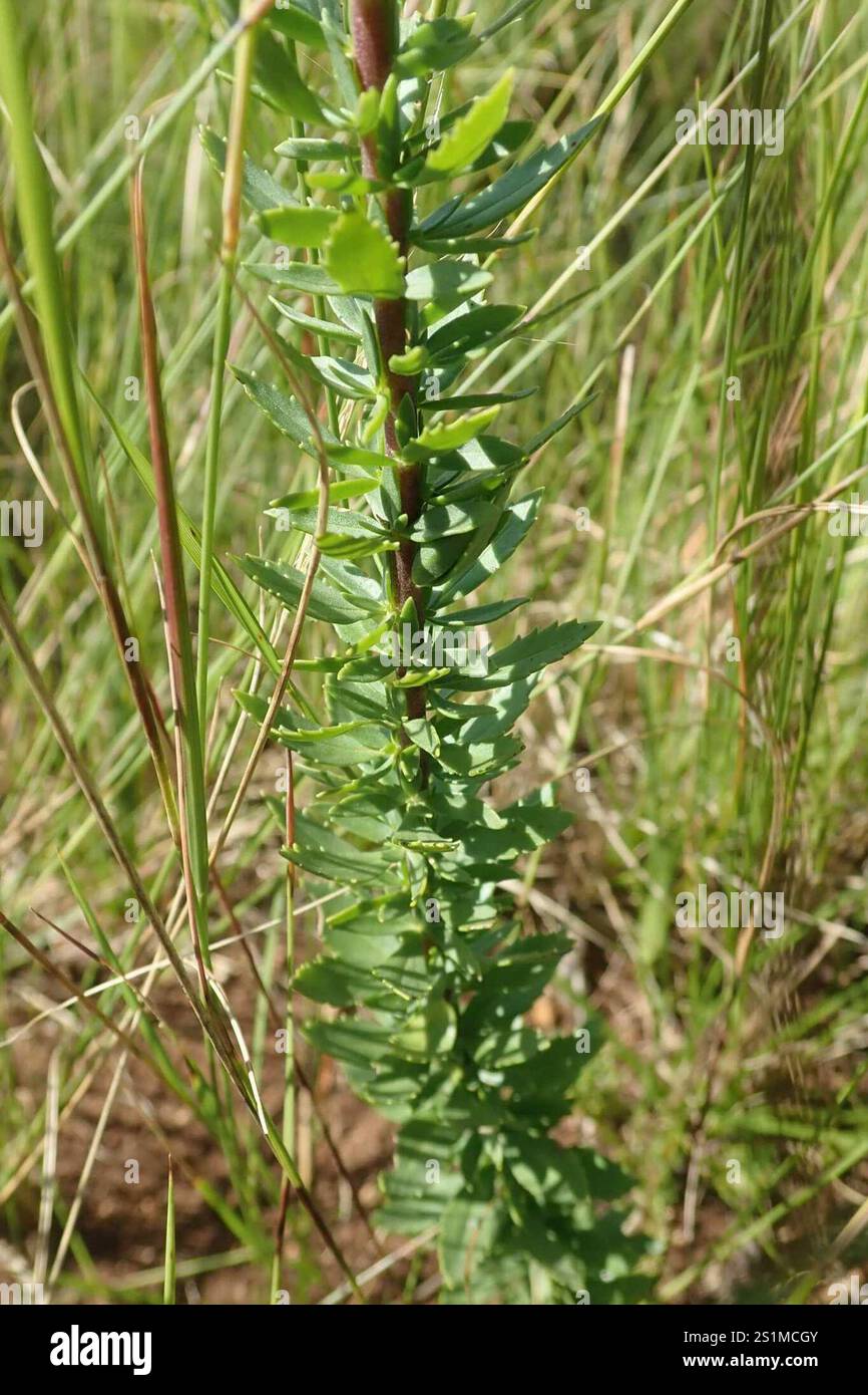 Straggling Bluehaze (Tetraselago wilmsii Stock Photo - Alamy