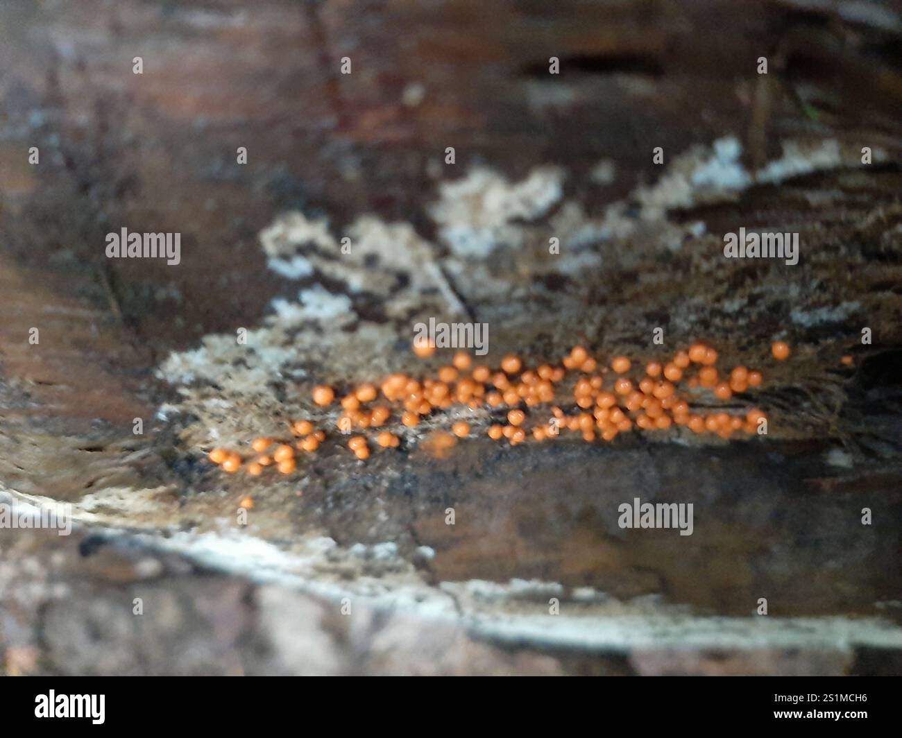slime molds (Mycetozoa Stock Photo - Alamy