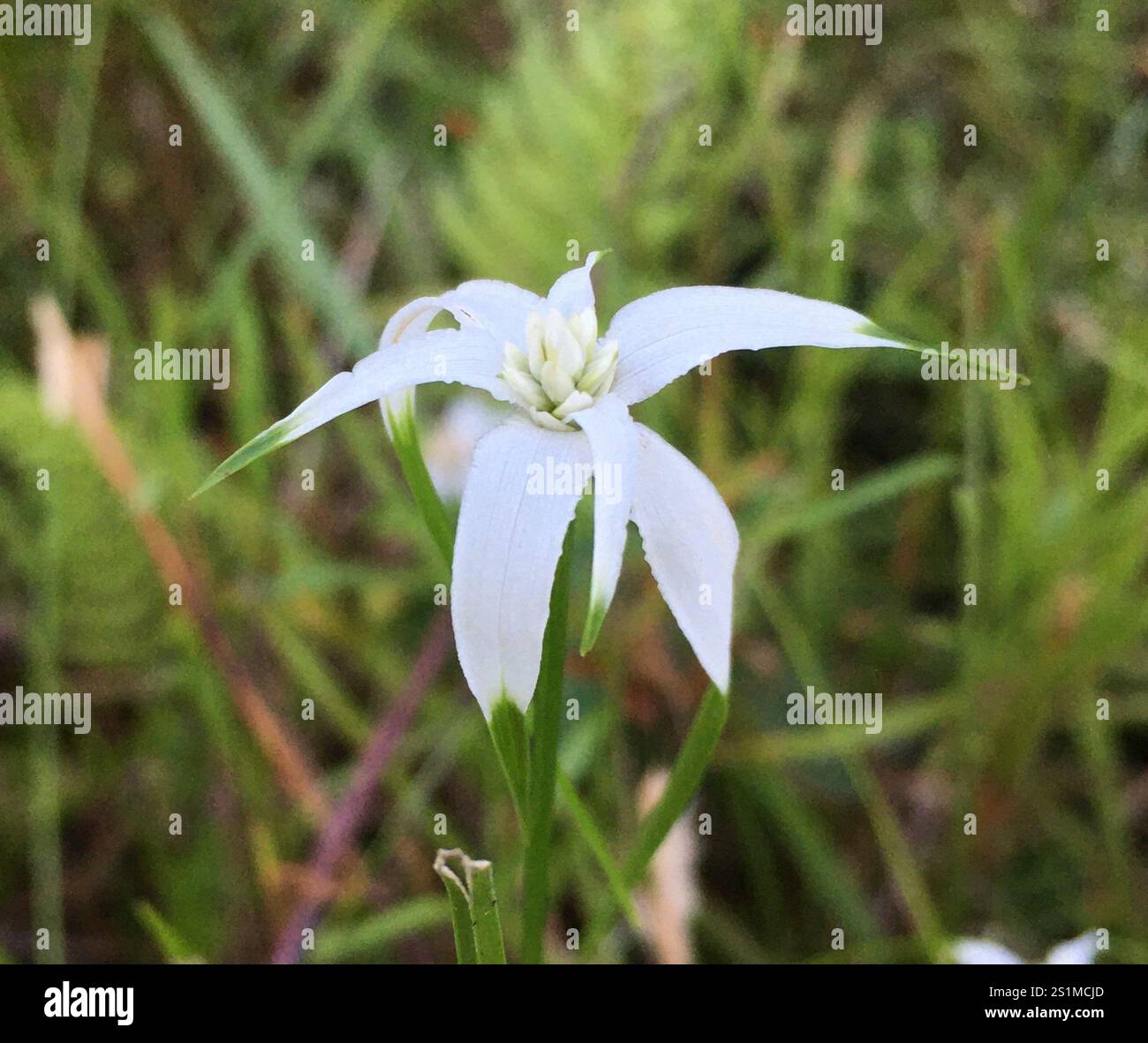 whitetop sedge (Rhynchospora colorata Stock Photo - Alamy