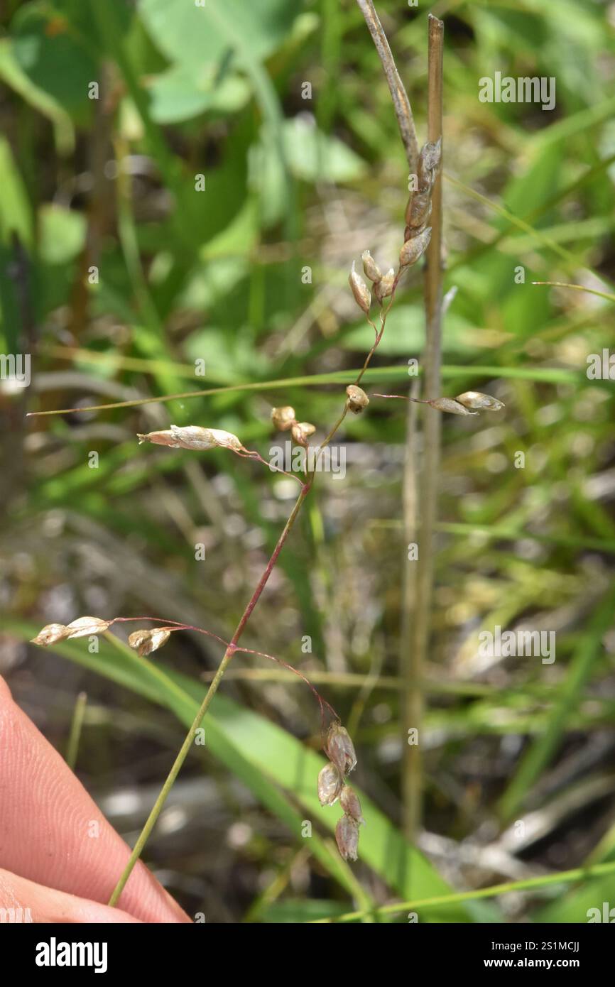 northern sweetgrass (Anthoxanthum hirtum Stock Photo - Alamy