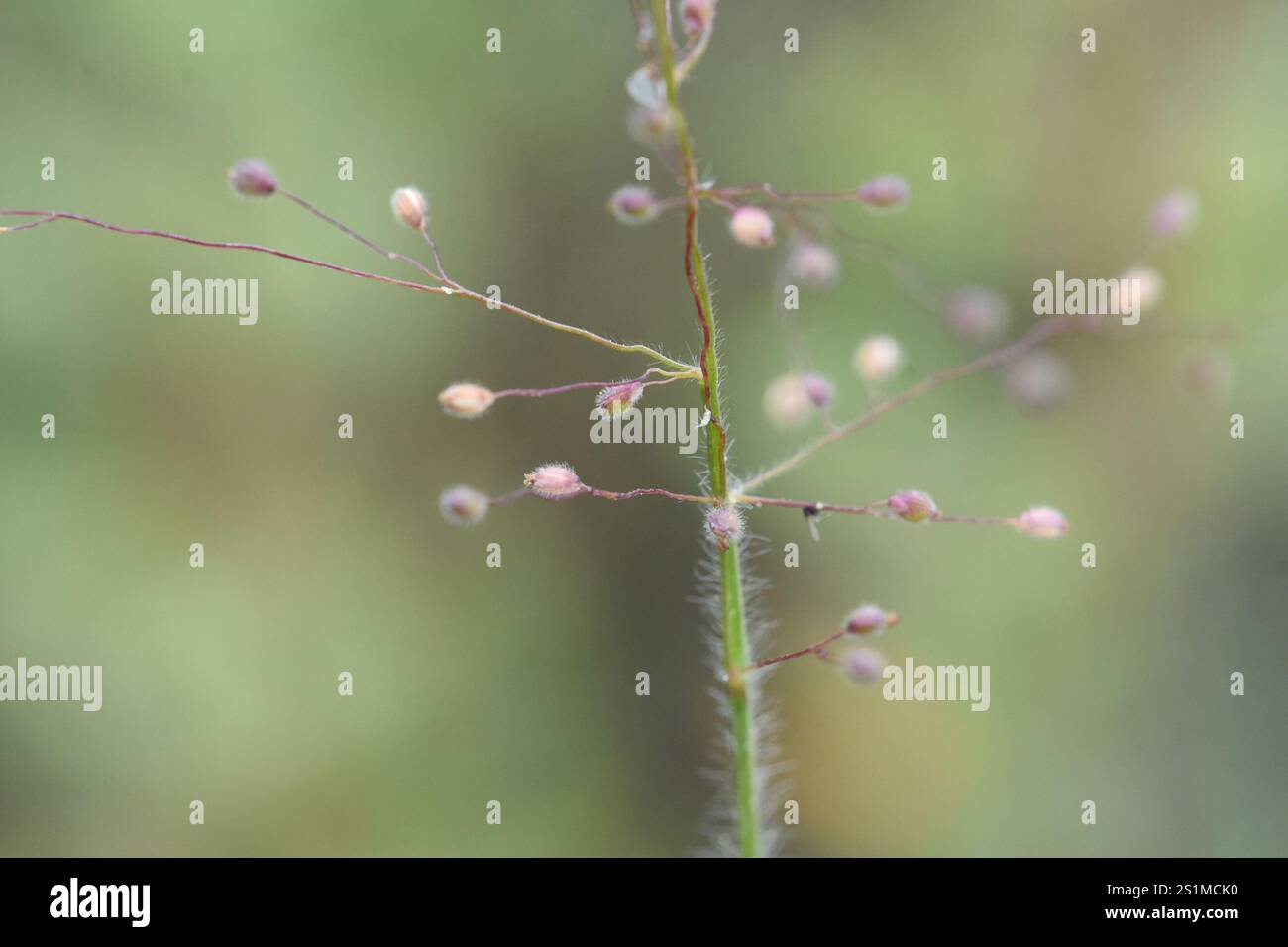 hairy rosette-panicgrass (Dichanthelium acuminatum Stock Photo - Alamy
