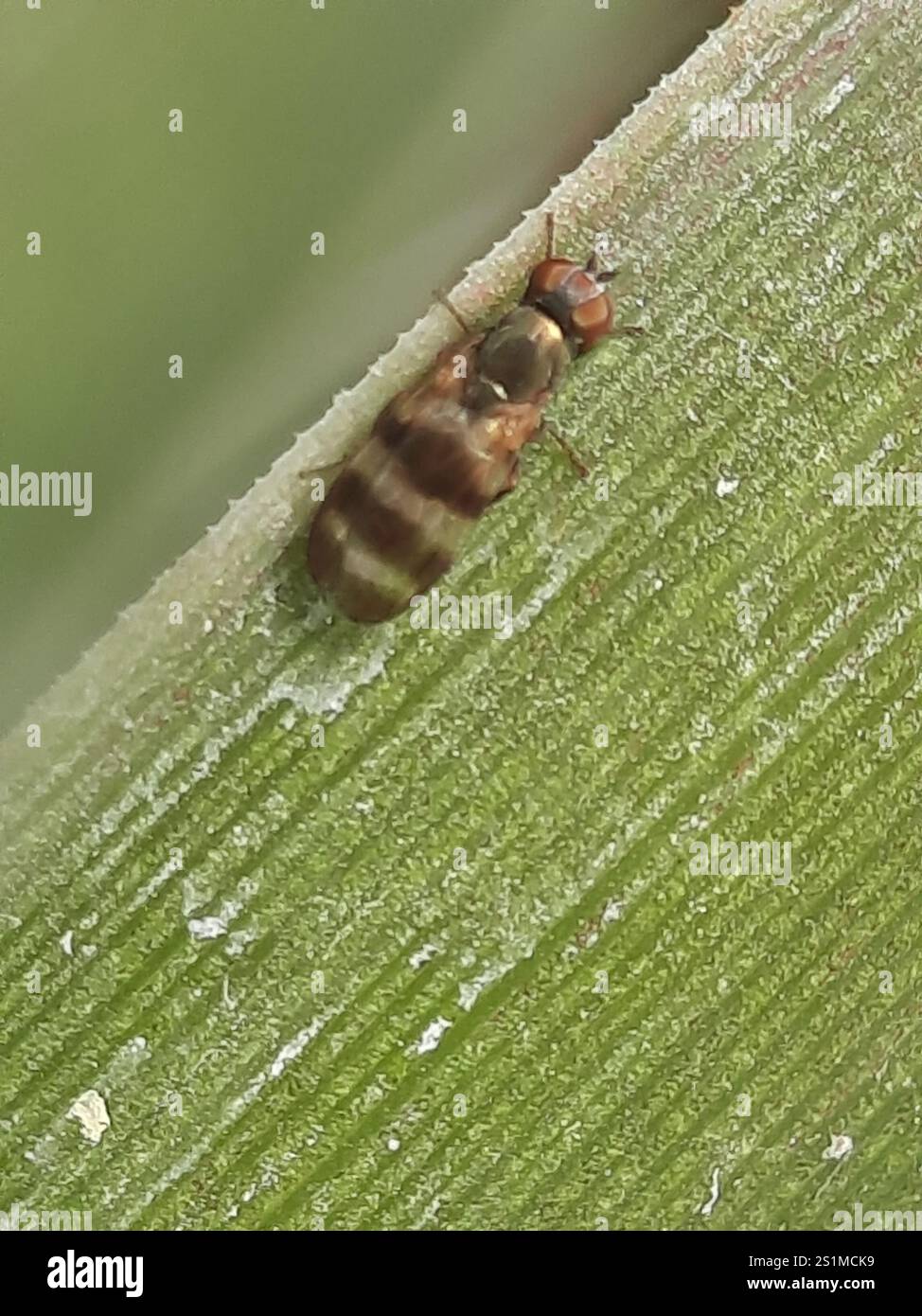 Banded-wing Flies (Chaetopsis Stock Photo - Alamy