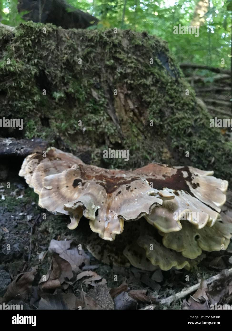 Giant Polypore (Meripilus giganteus Stock Photo - Alamy