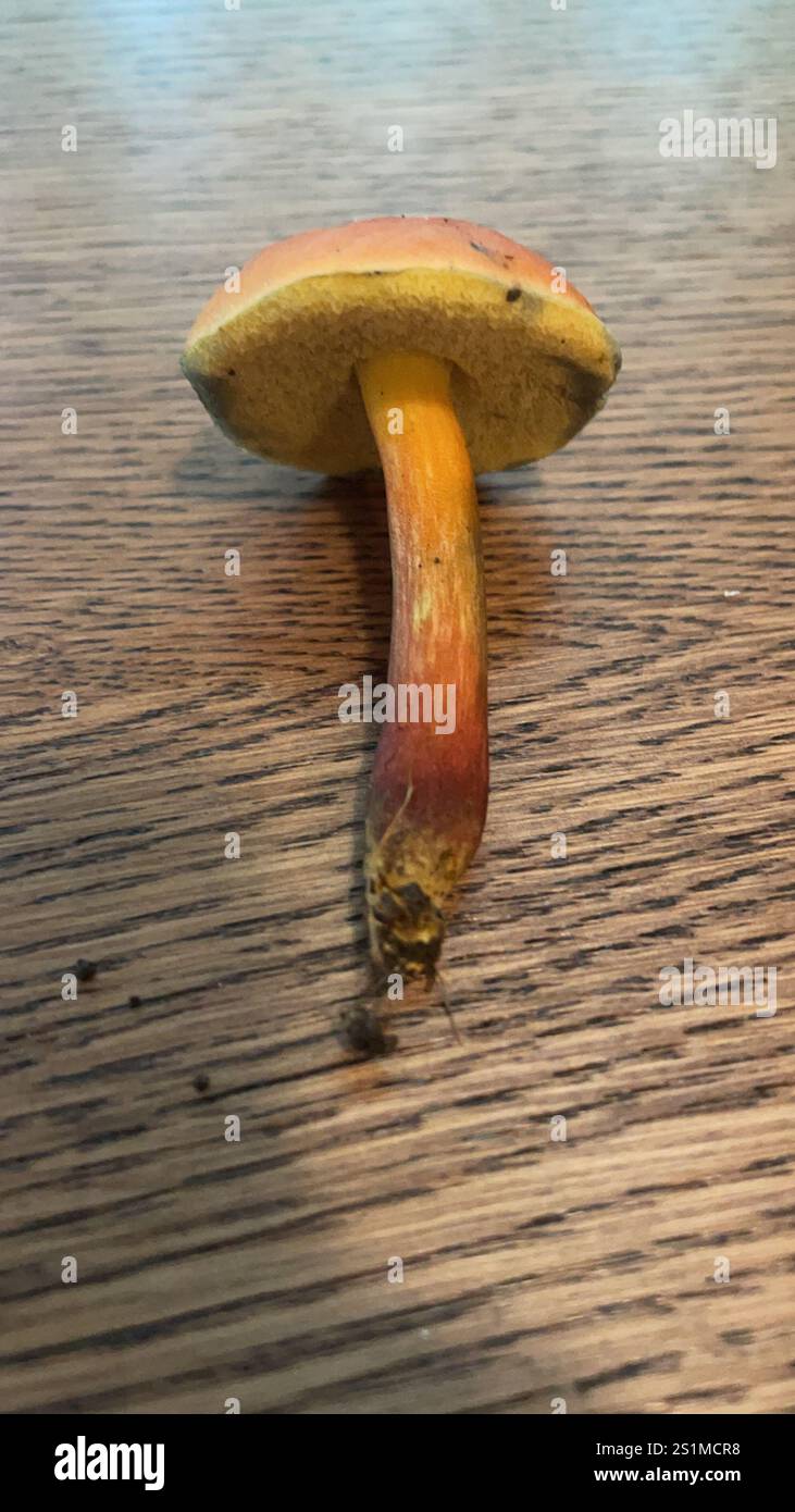 Ruby Bolete (Hortiboletus rubellus Stock Photo - Alamy