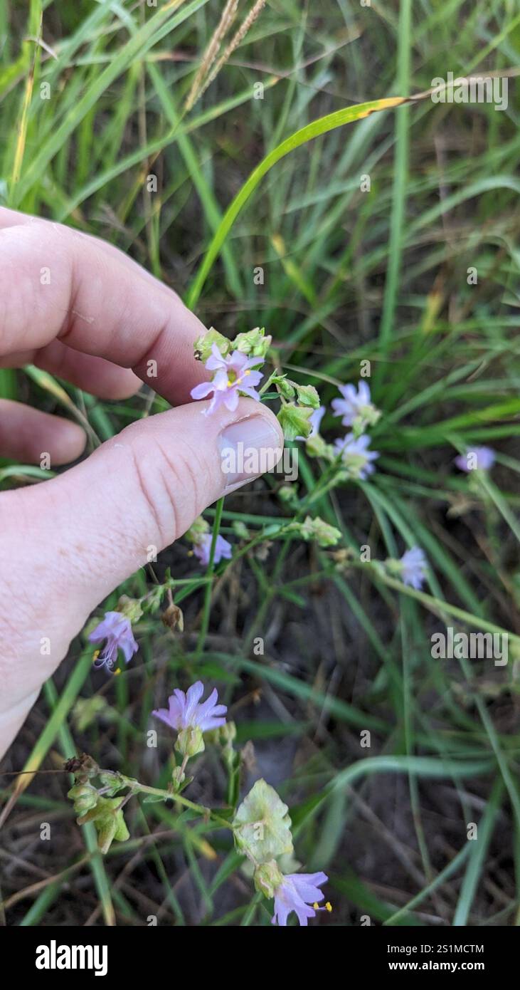 White Four o'Clock (Mirabilis albida Stock Photo - Alamy