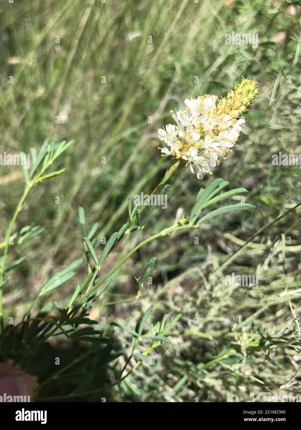 Dalea white hi-res stock photography and images - Alamy