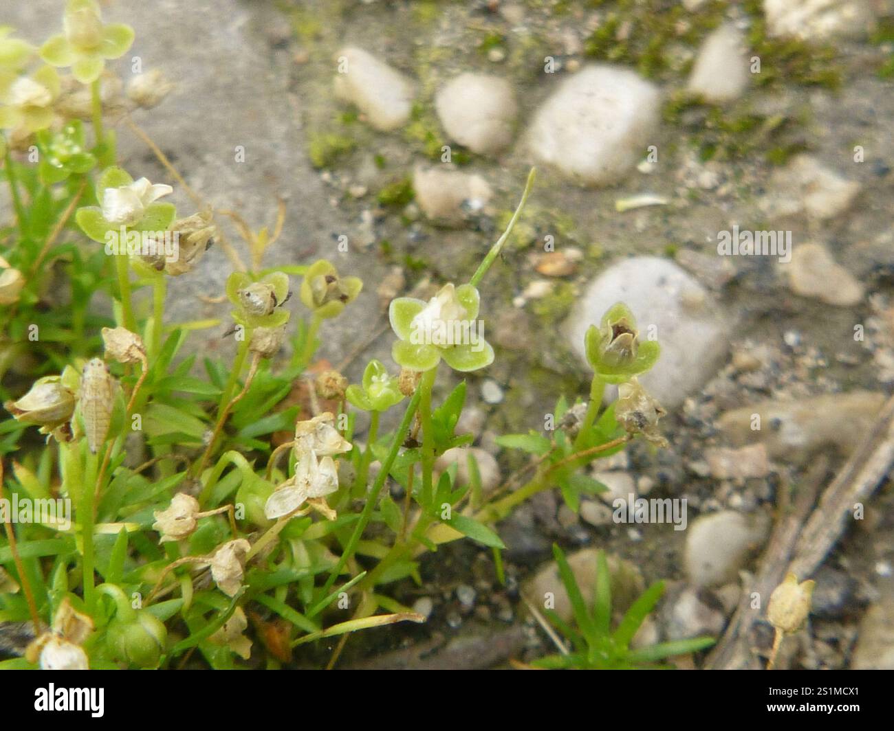 Procumbent Pearlwort (Sagina procumbens Stock Photo - Alamy