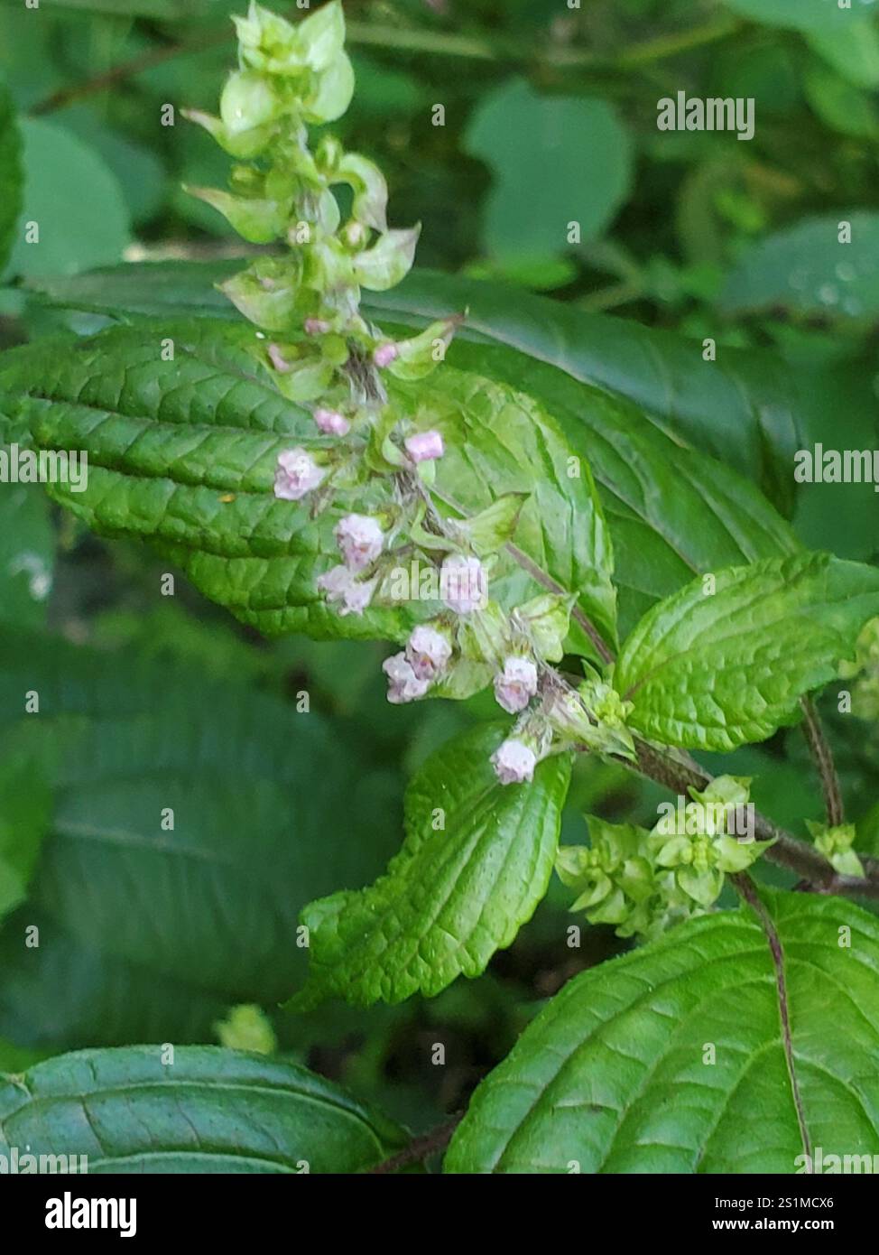 beefsteak plant (Perilla frutescens Stock Photo - Alamy