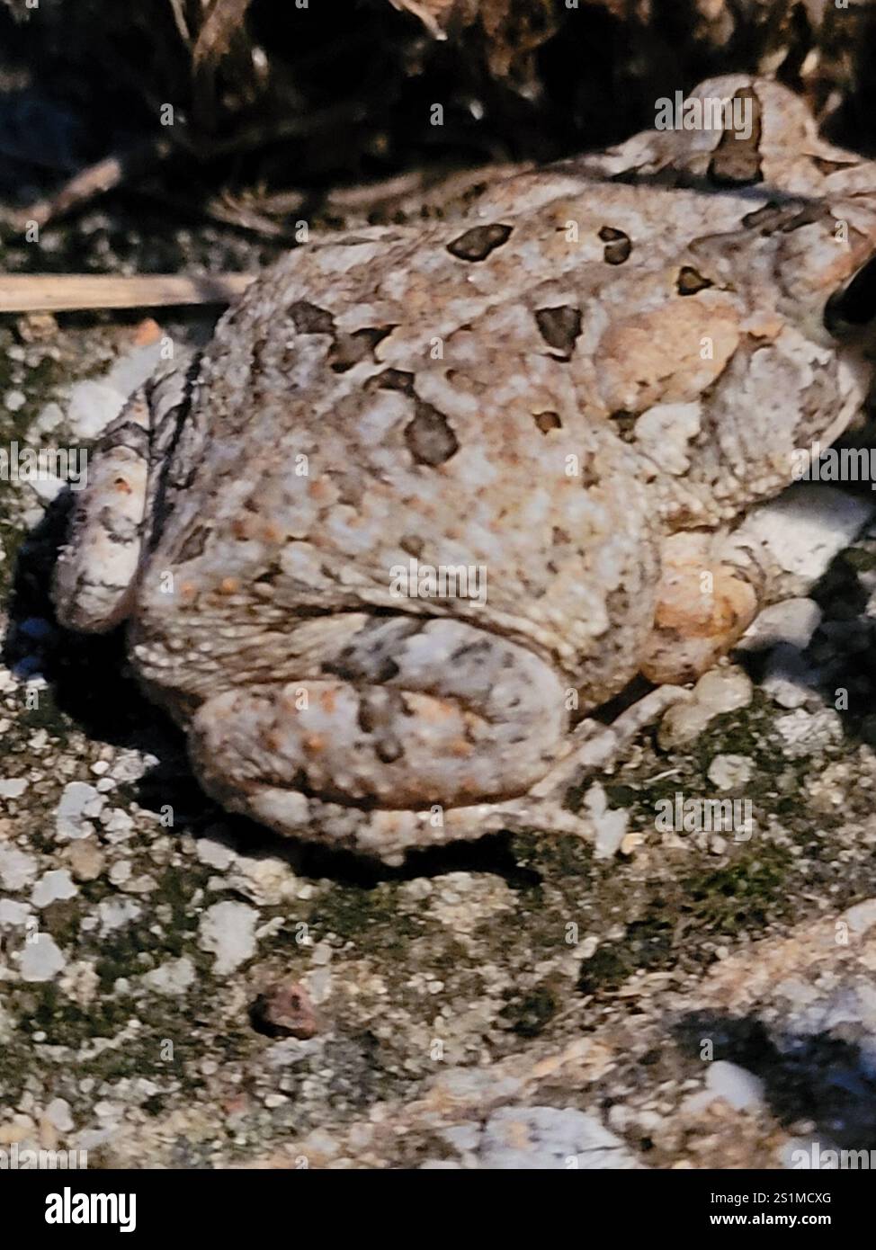Southern Toad (Anaxyrus terrestris Stock Photo - Alamy