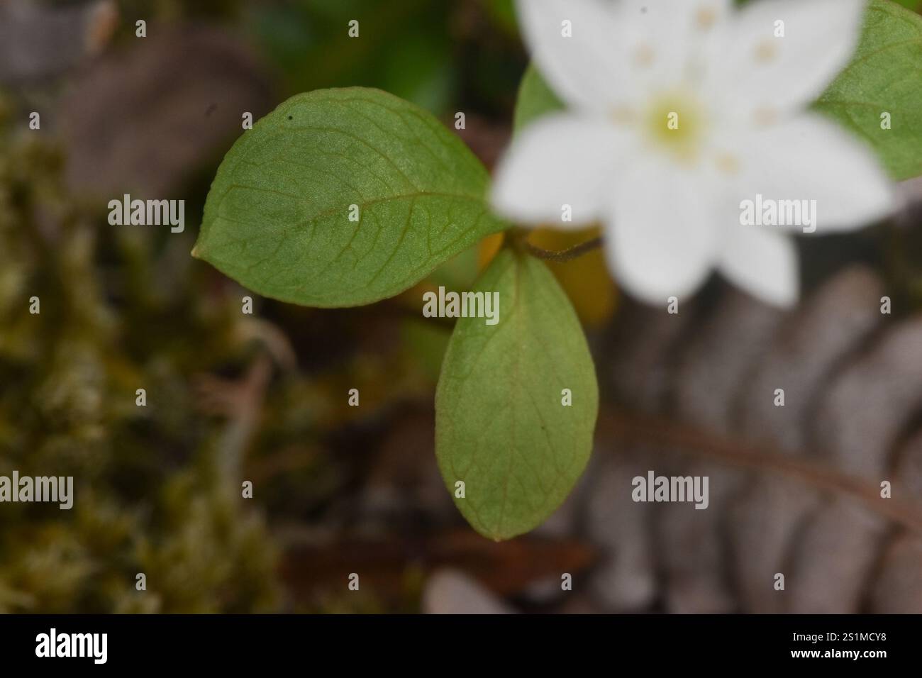 Arctic Starflower (Lysimachia europaea Stock Photo - Alamy