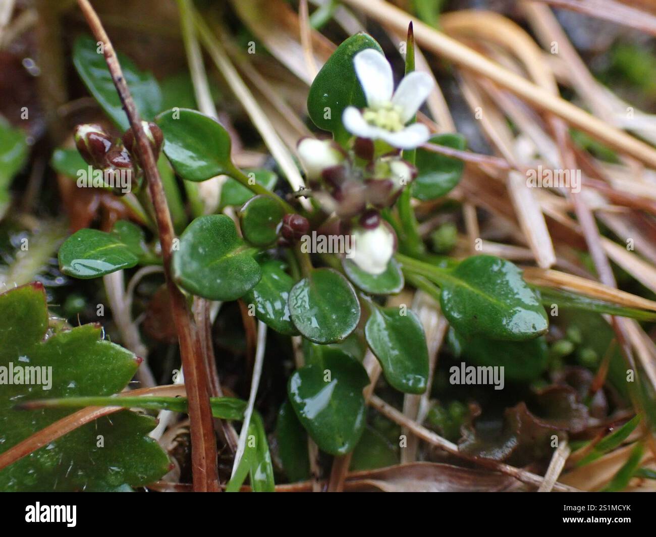 alpine bittercress (Cardamine bellidifolia Stock Photo - Alamy