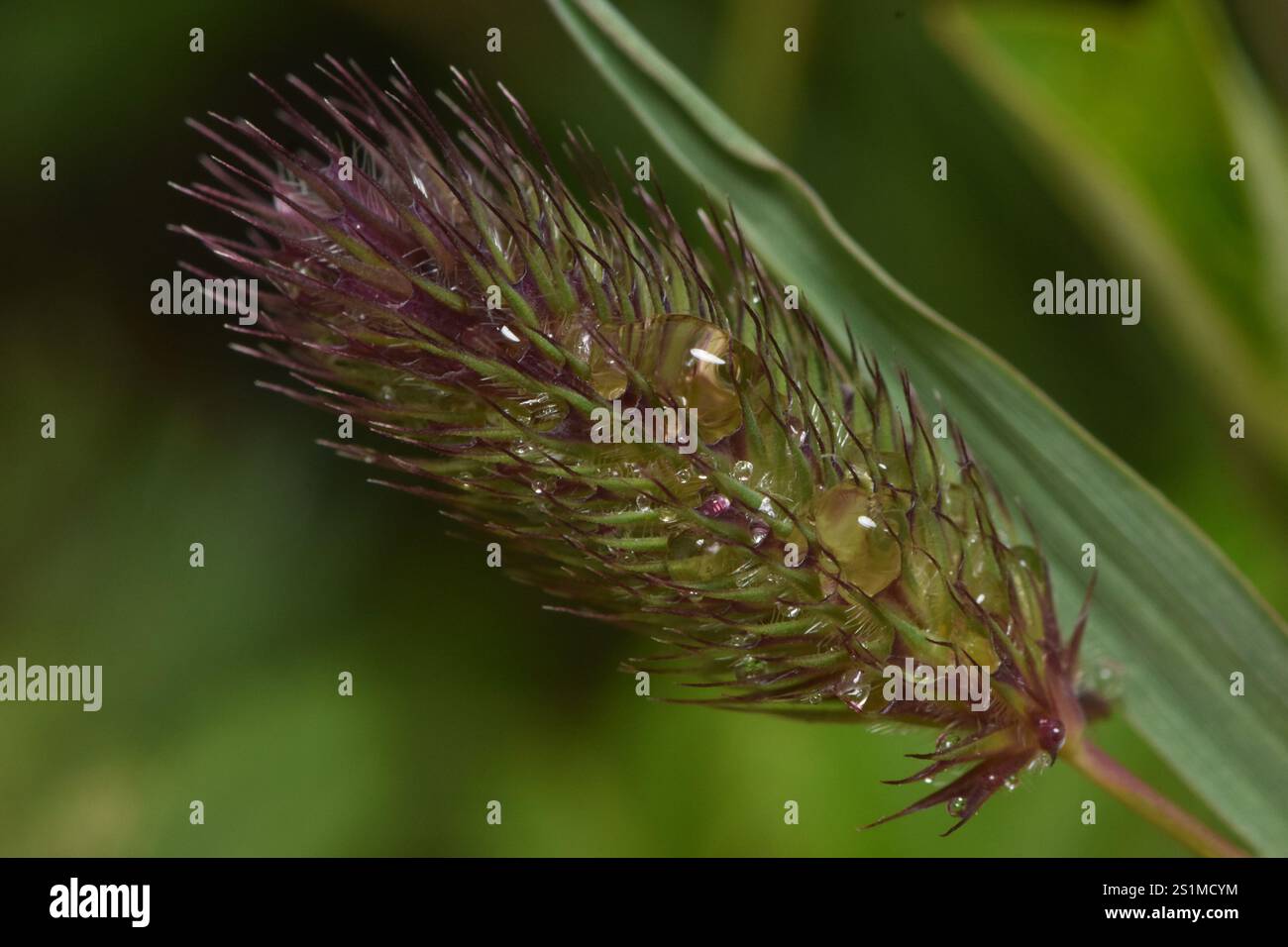 Alpine Timothy (Phleum alpinum Stock Photo - Alamy