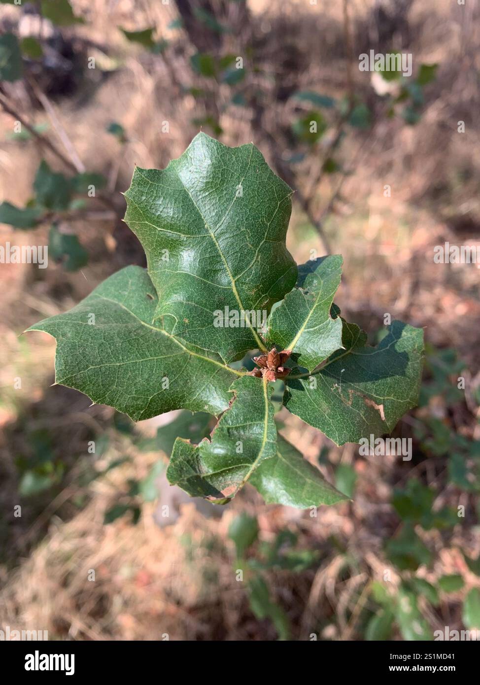 interior live oak (Quercus wislizeni Stock Photo - Alamy