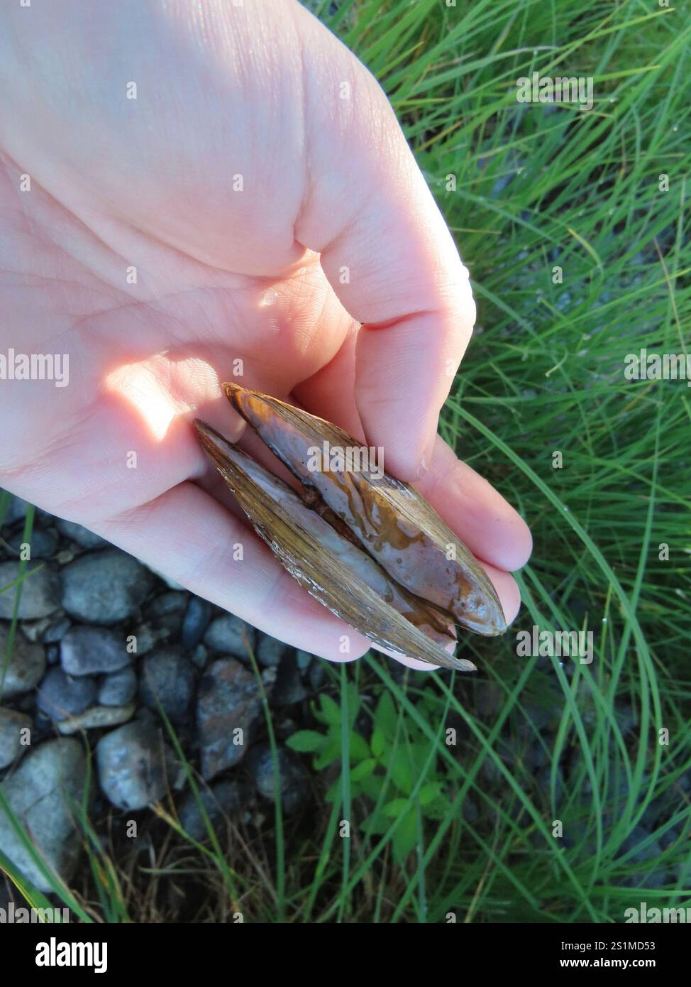 Western Floater (Anodonta kennerlyi Stock Photo - Alamy