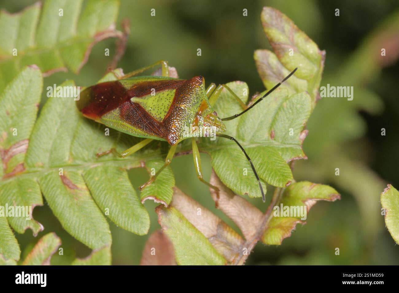 Hawthorn Shield Bug (Acanthosoma haemorrhoidale Stock Photo - Alamy