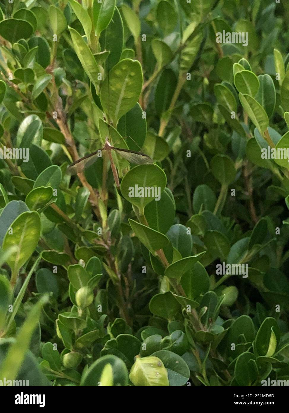 Common Crane Flies (Tipula Stock Photo - Alamy