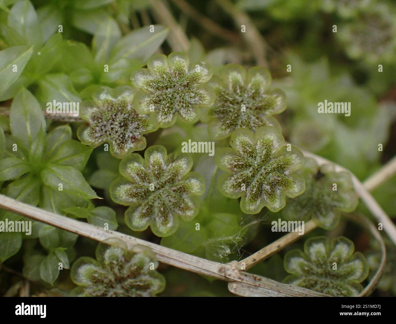 Common Liverwort (Marchantia polymorpha Stock Photo - Alamy