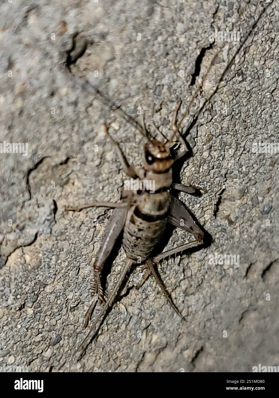 Tropical House Cricket (Gryllodes sigillatus Stock Photo - Alamy