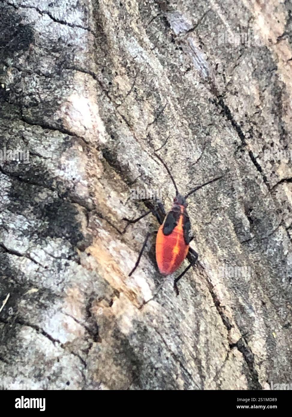 Eastern Boxelder Bug (Boisea trivittata Stock Photo - Alamy