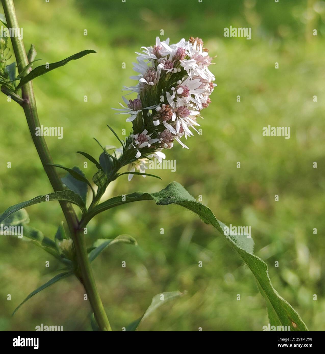 Arrow-leaved Aster (Symphyotrichum urophyllum Stock Photo - Alamy