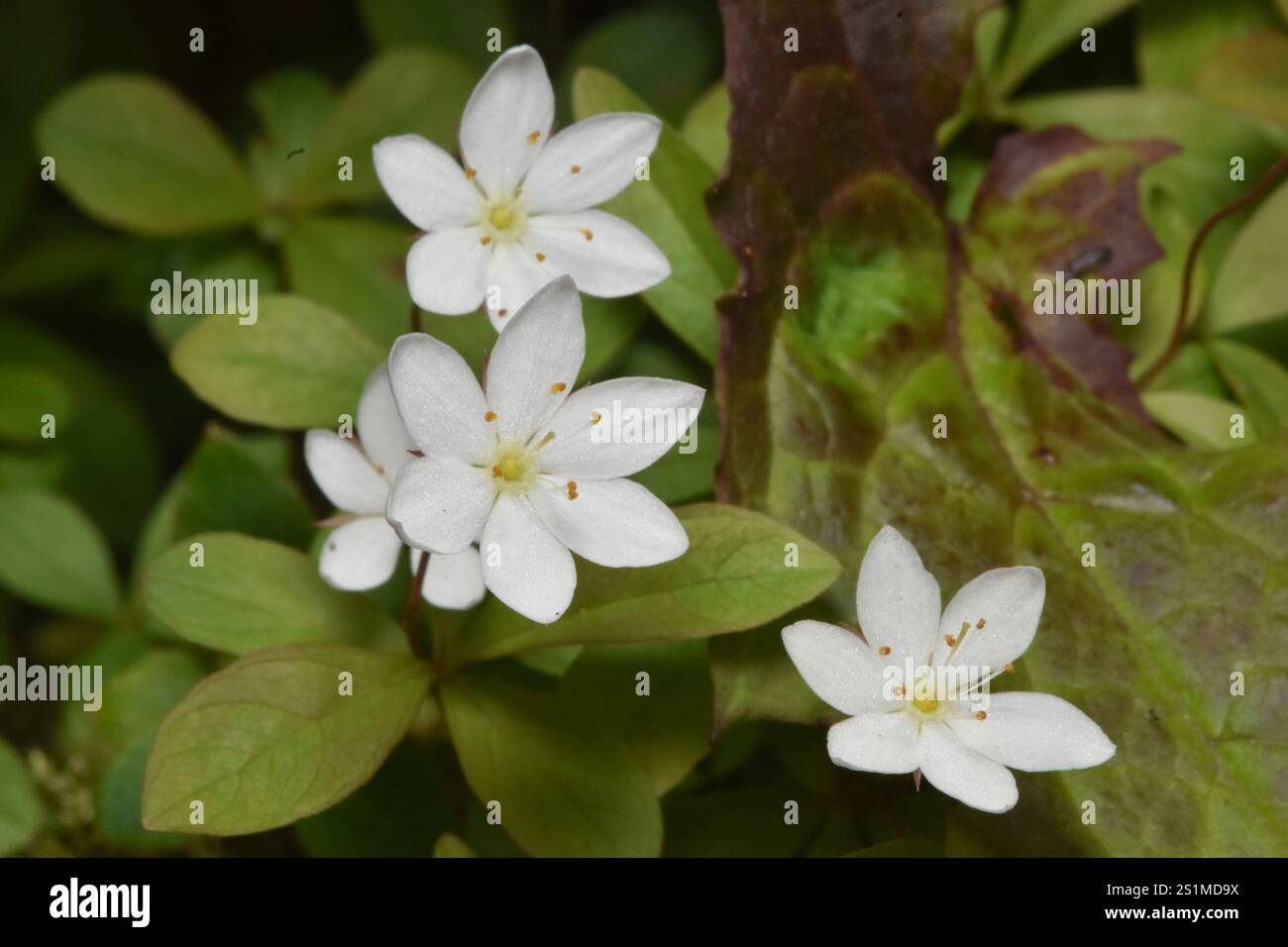 Arctic Starflower (Lysimachia europaea Stock Photo - Alamy