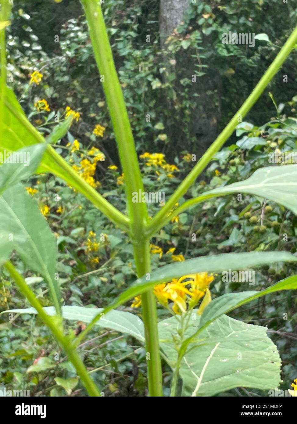 Yellow Crownbeard (Verbesina occidentalis Stock Photo - Alamy