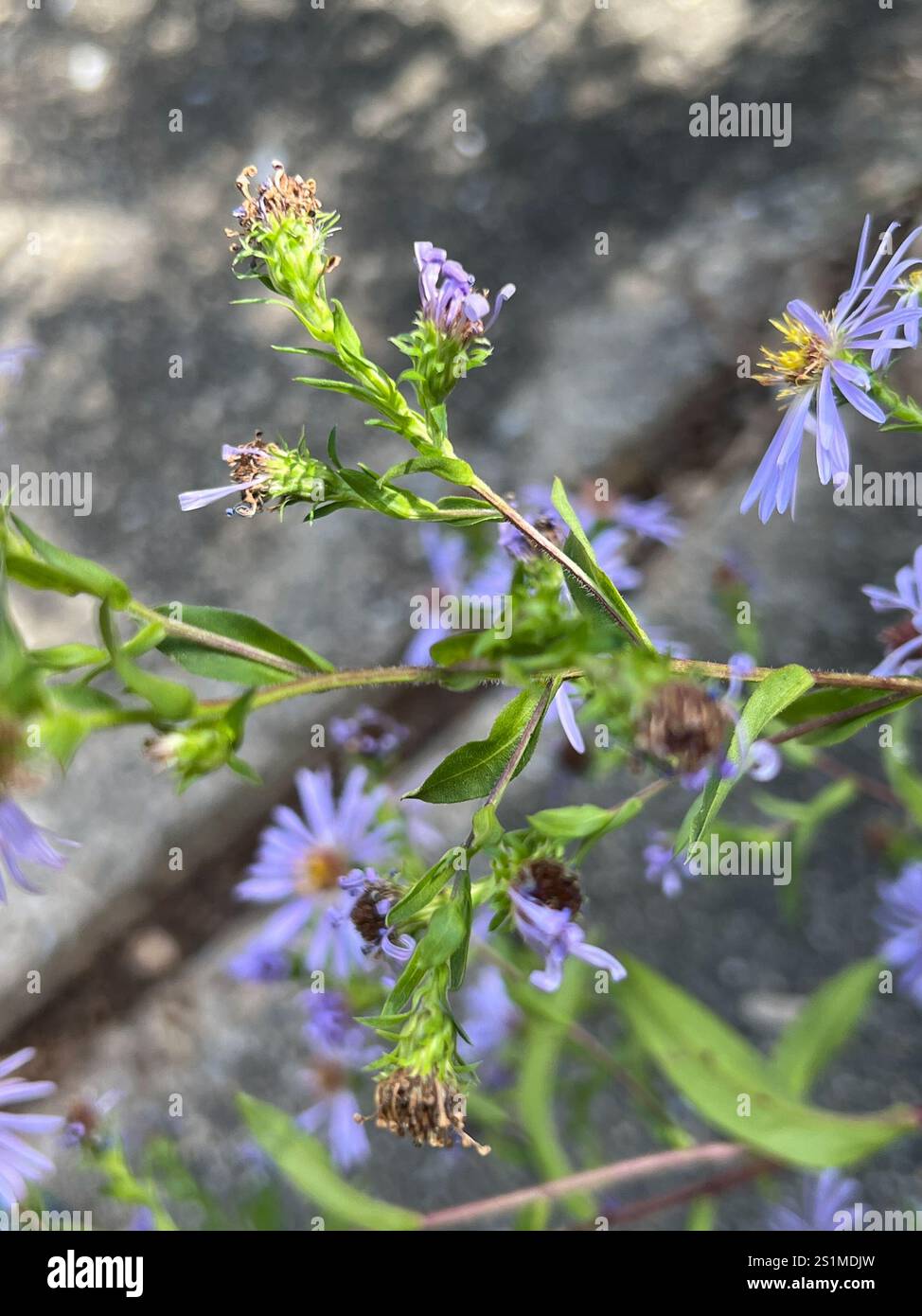New York aster (Symphyotrichum novi-belgii Stock Photo - Alamy