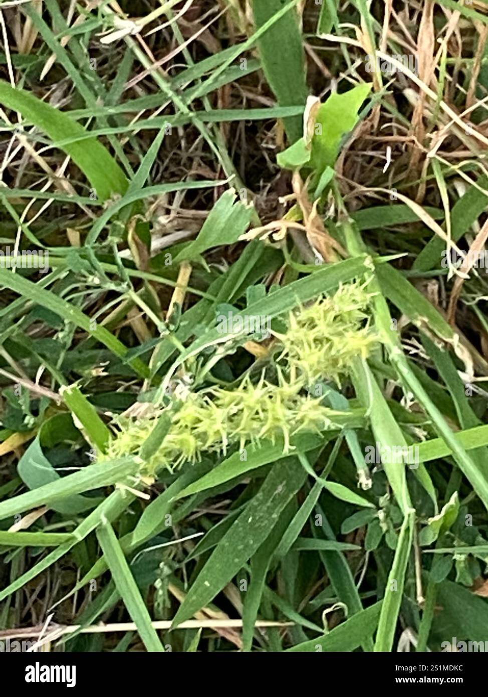 coastal sandbur (Cenchrus spinifex Stock Photo - Alamy