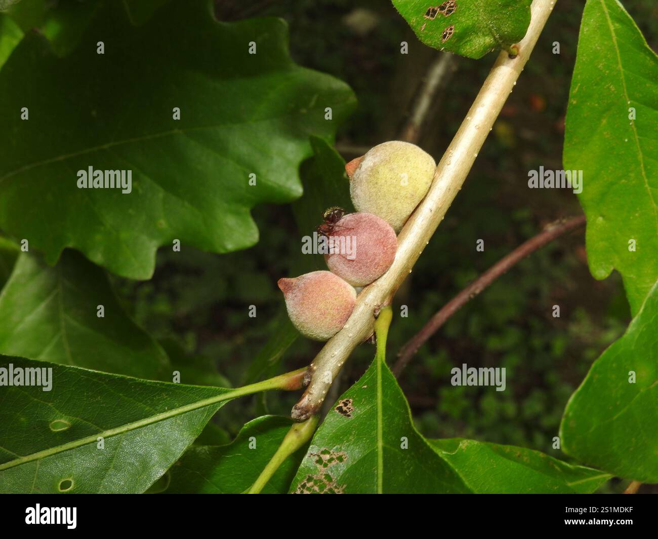 Oak Rough Bulletgall Wasp (Disholcaspis quercusmamma Stock Photo - Alamy