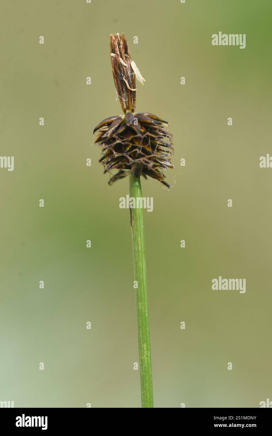 black alpine sedge (Carex nigricans Stock Photo - Alamy